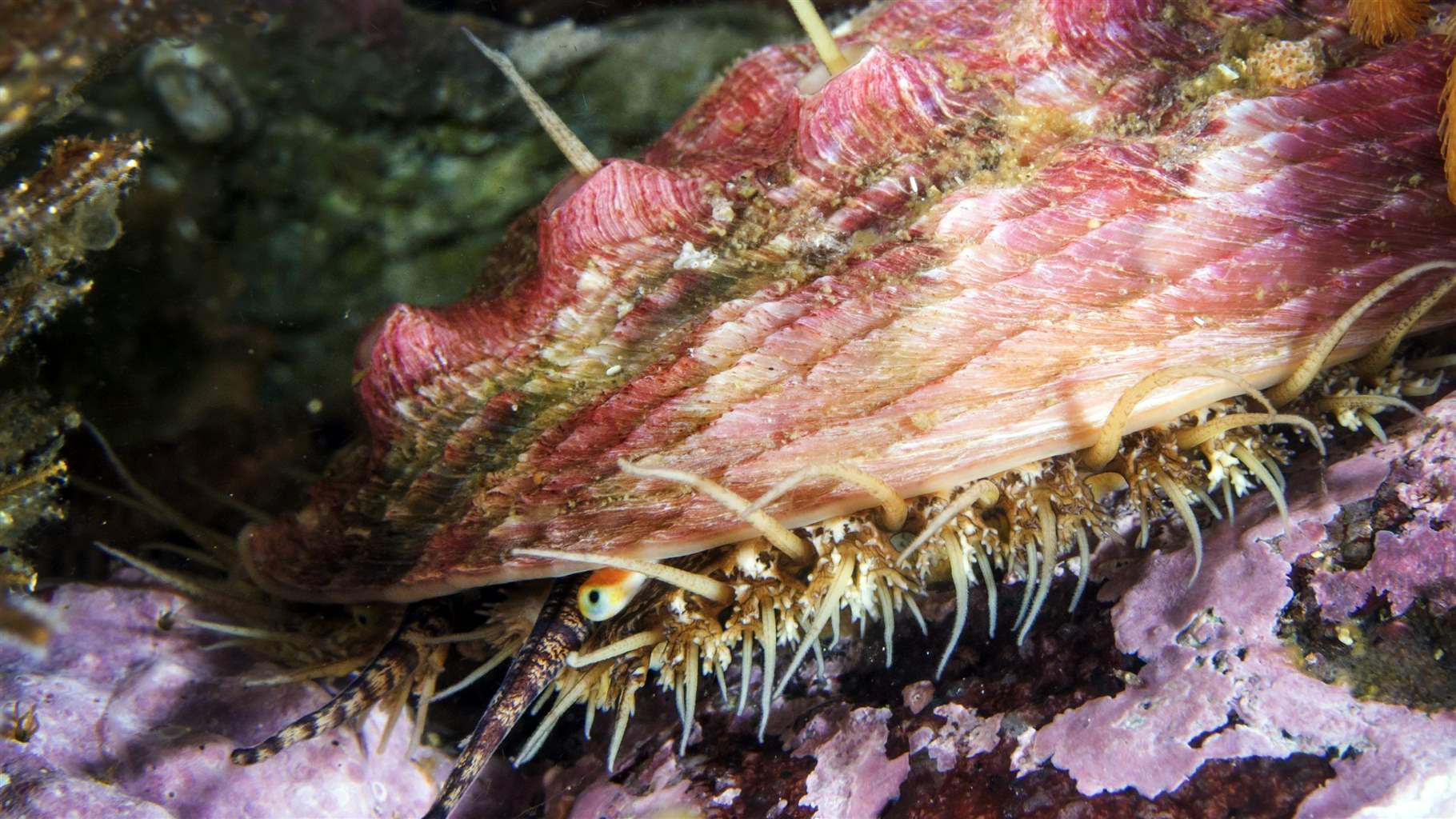 In Western Canada, Abalone Recovery Creates New Opportunity for ...