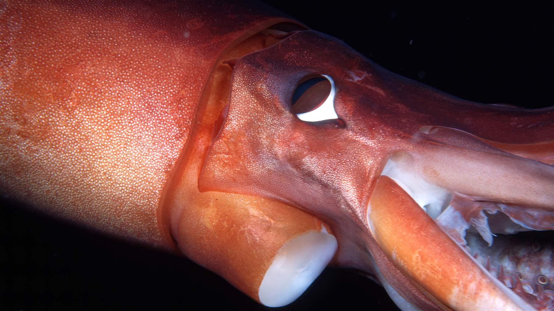 Jumbo Flying Squid Need Conservation Action | The Pew Charitable Trusts