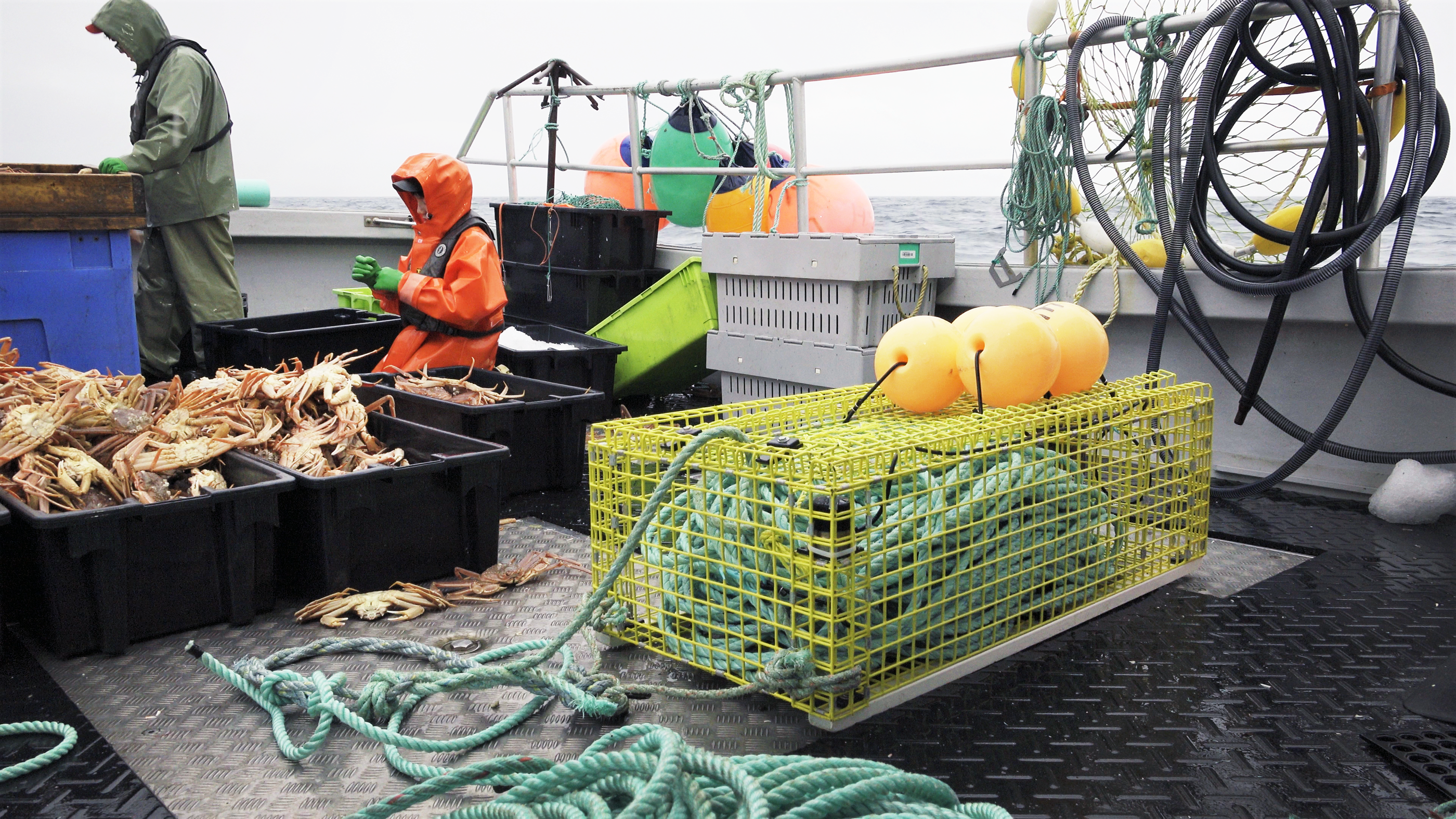 Protect Marine Life | The Pew Charitable Trusts