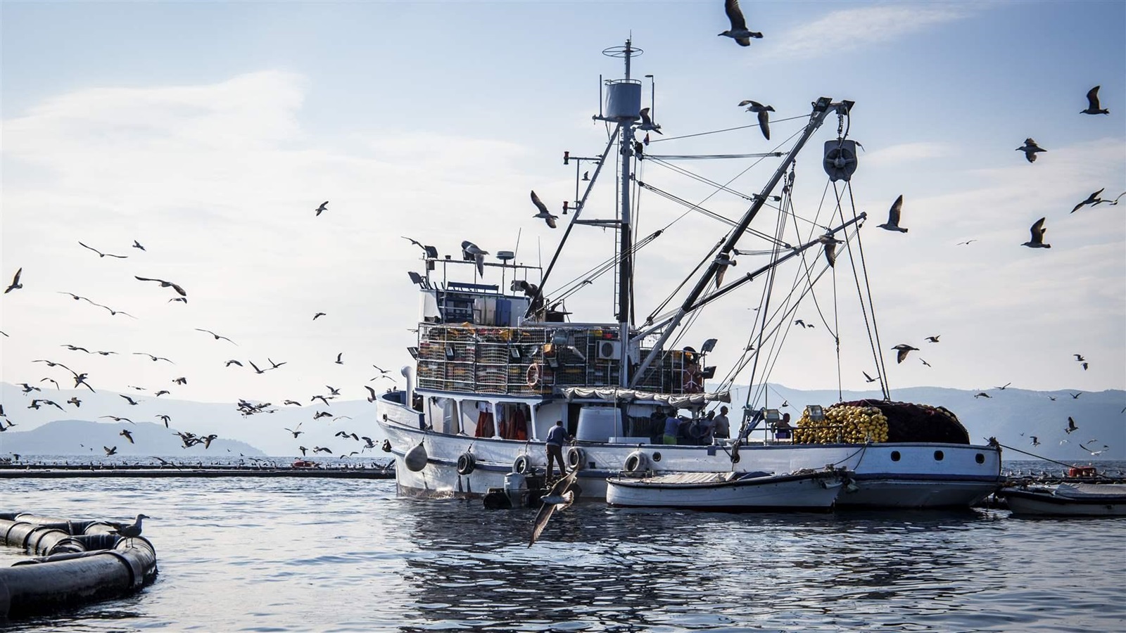 Protect Marine Life | The Pew Charitable Trusts