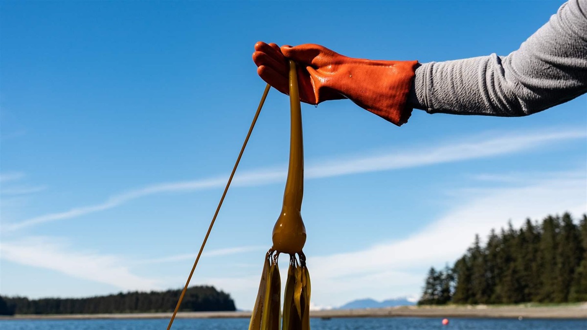 In Alaska, Kelp Farming Offers Promise for People and Nature | The Pew ...