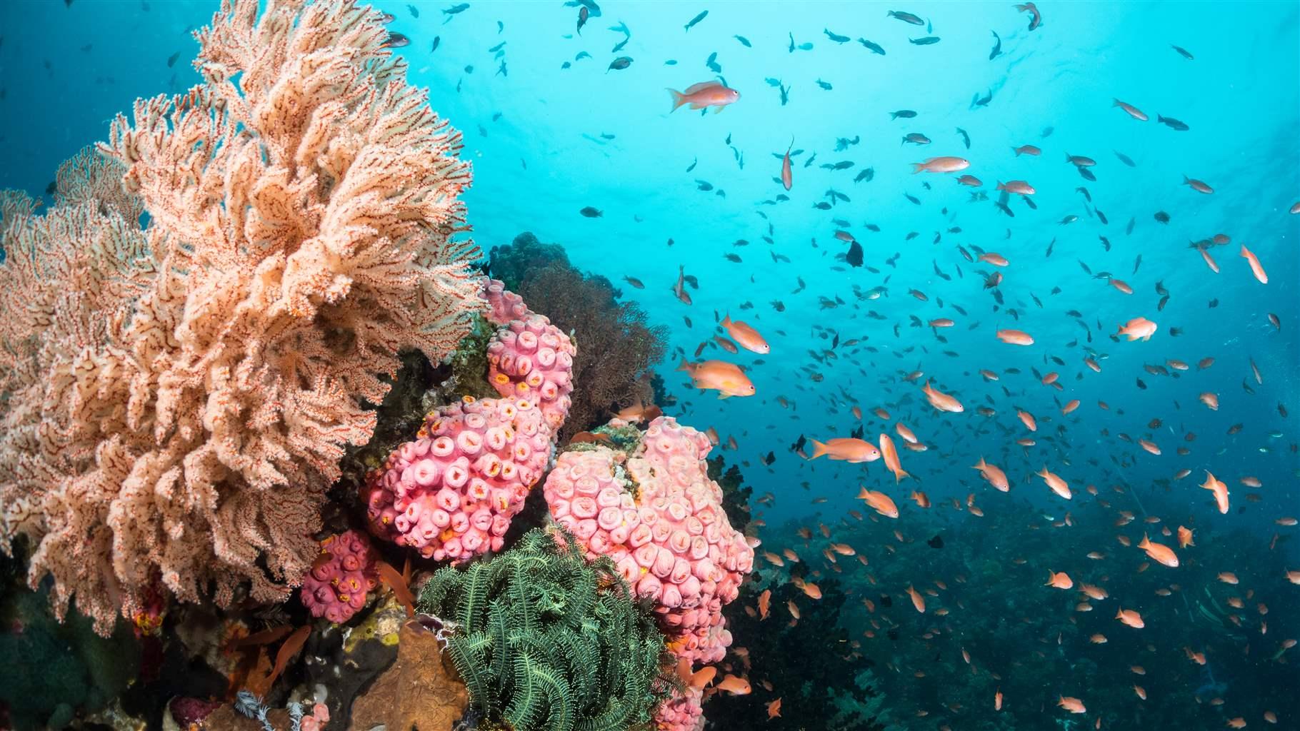 6 Reasons Coral Reefs Deserve Protection | The Pew Charitable Trusts 6 Reasons Coral Reefs Deserve Protection | The Pew Charitable Trusts