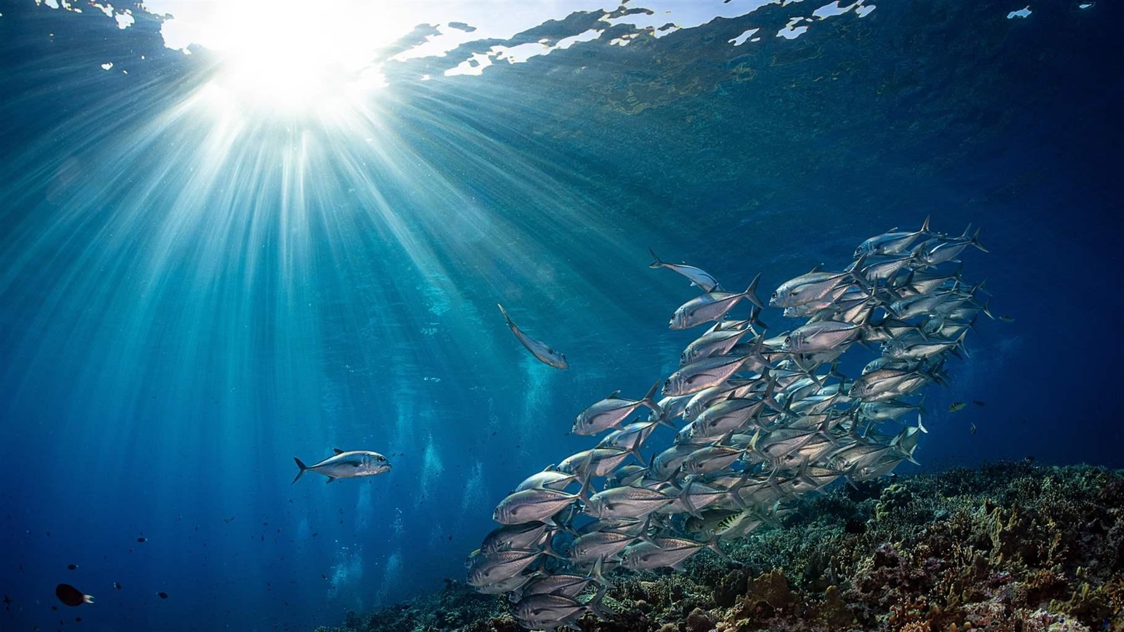 Top 15 Conservation Issues of 2021 Include Big Threats—and Potential ...