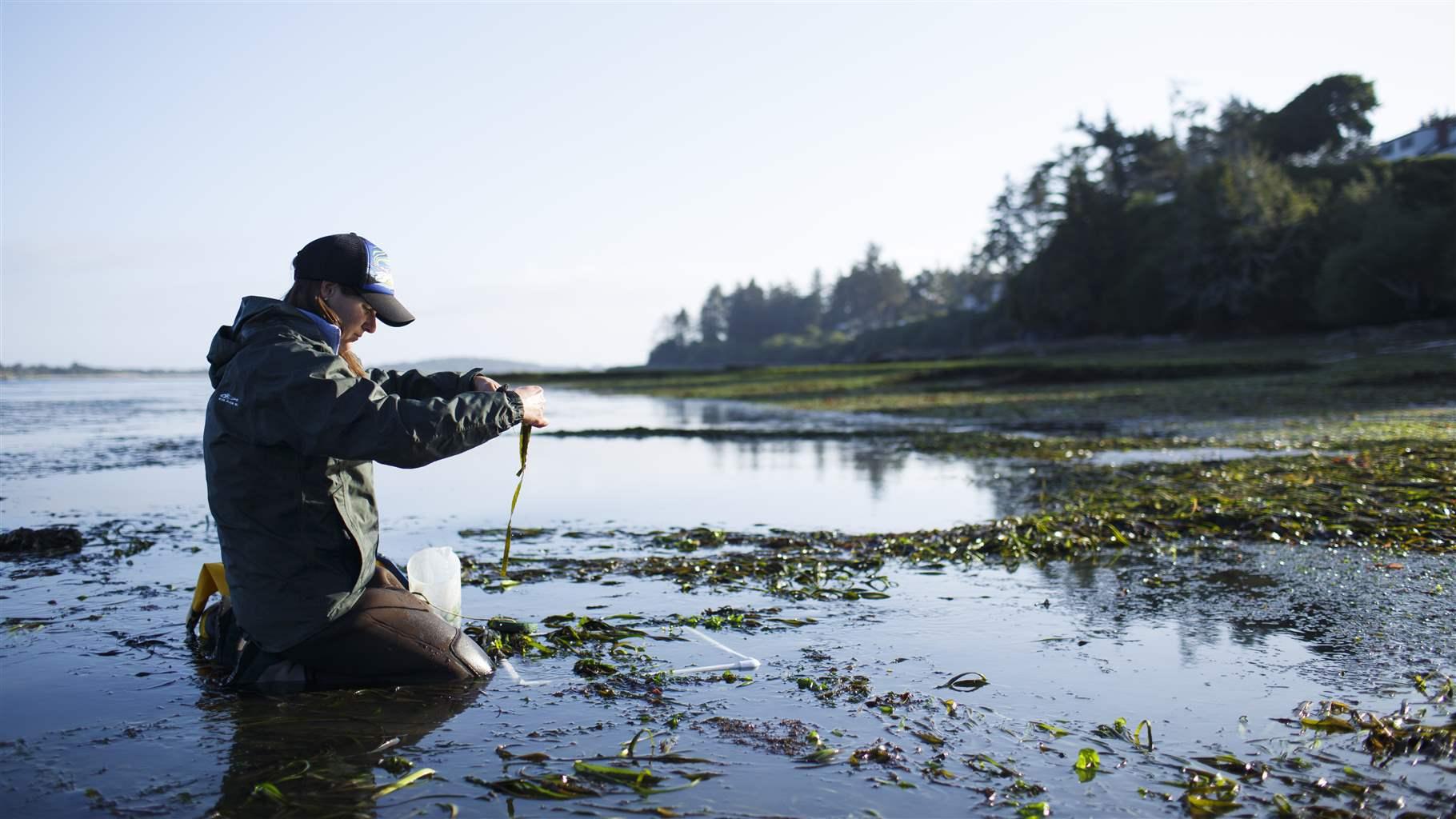 Estuaries Support Pacific Northwest Coastal Communities, Economy ...
