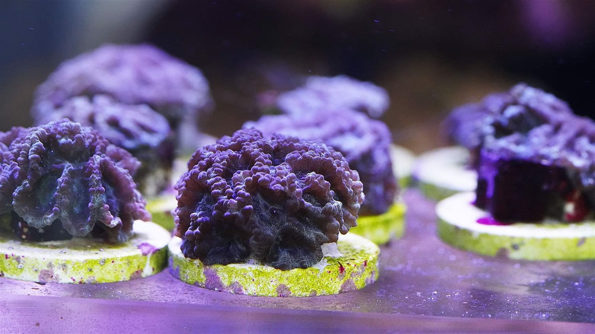 Lab-Grown Baby Corals Offer New Hope for Hong Kong’s Marine Ecosystems ...