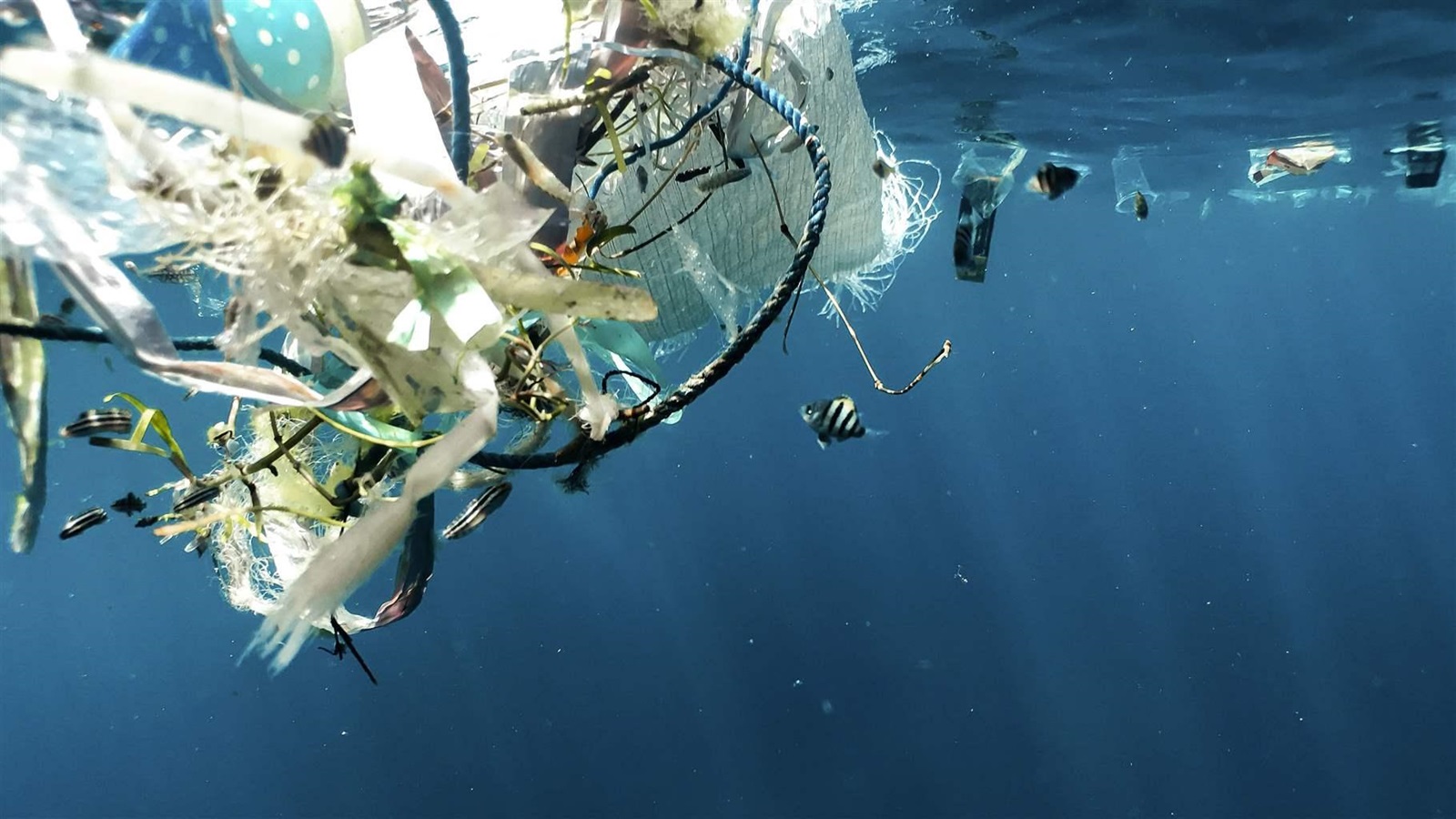 New Fellowships to Address Ocean Plastic Pollution | The Pew Charitable ...