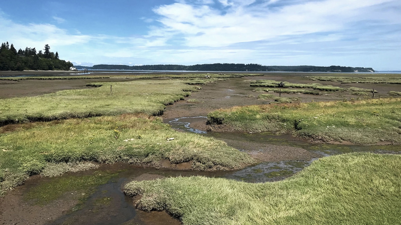 Pacific Coast Tidal Wetlands Store Vast Amounts of Carbon, New Study ...