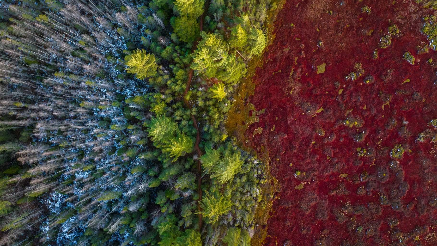Peatlands Play a Vital Ecological and Economic Role in the U.S. | The ...