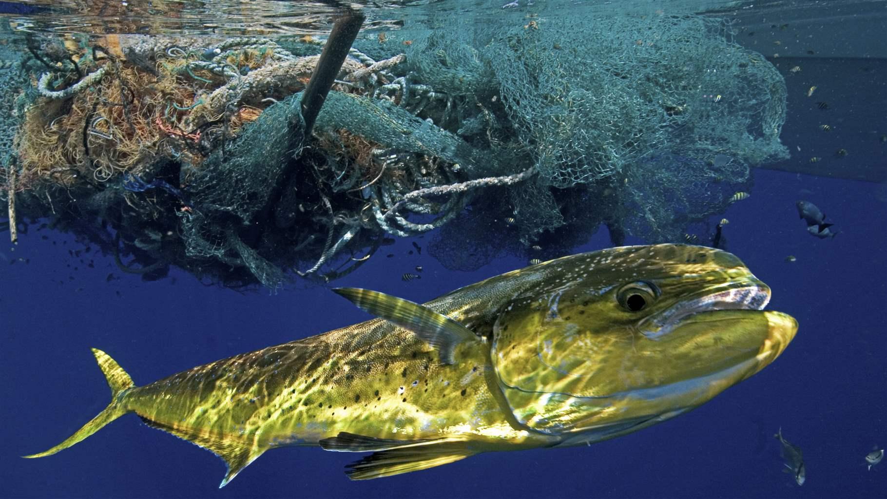 How to Put Ecosystem-Based Fisheries Management Into Practice | The Pew Charitable Trusts