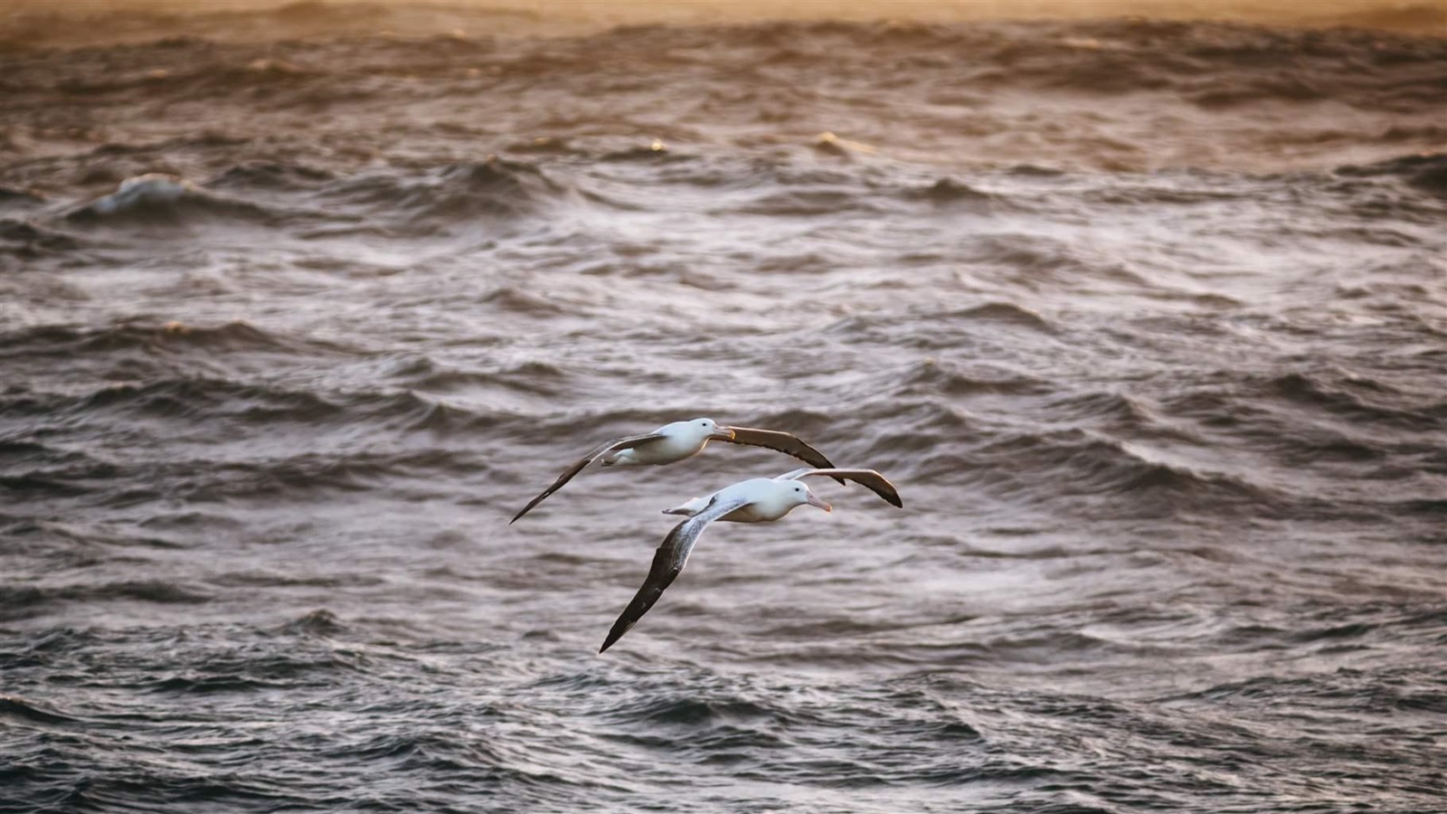 Five Opportunities to Improve Ocean Health for People and Nature | The ...