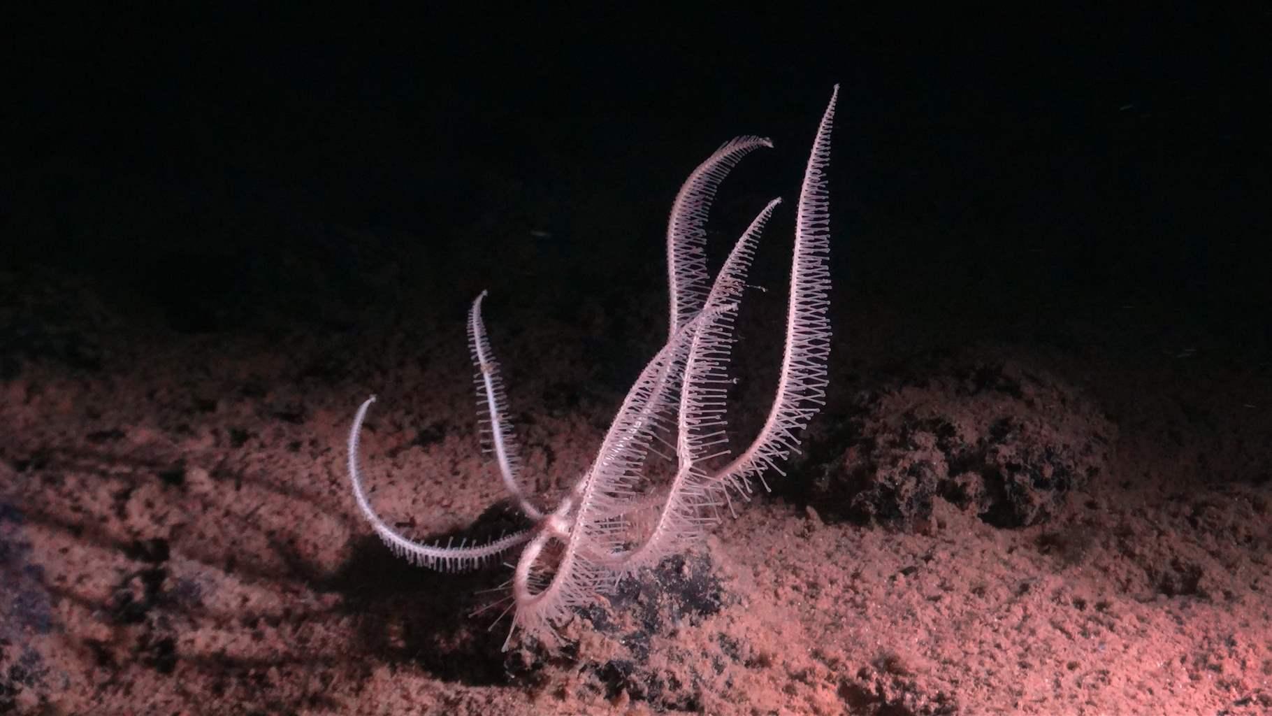 Why Deep-Seabed Mining Needs a Moratorium | The Pew Charitable Trusts