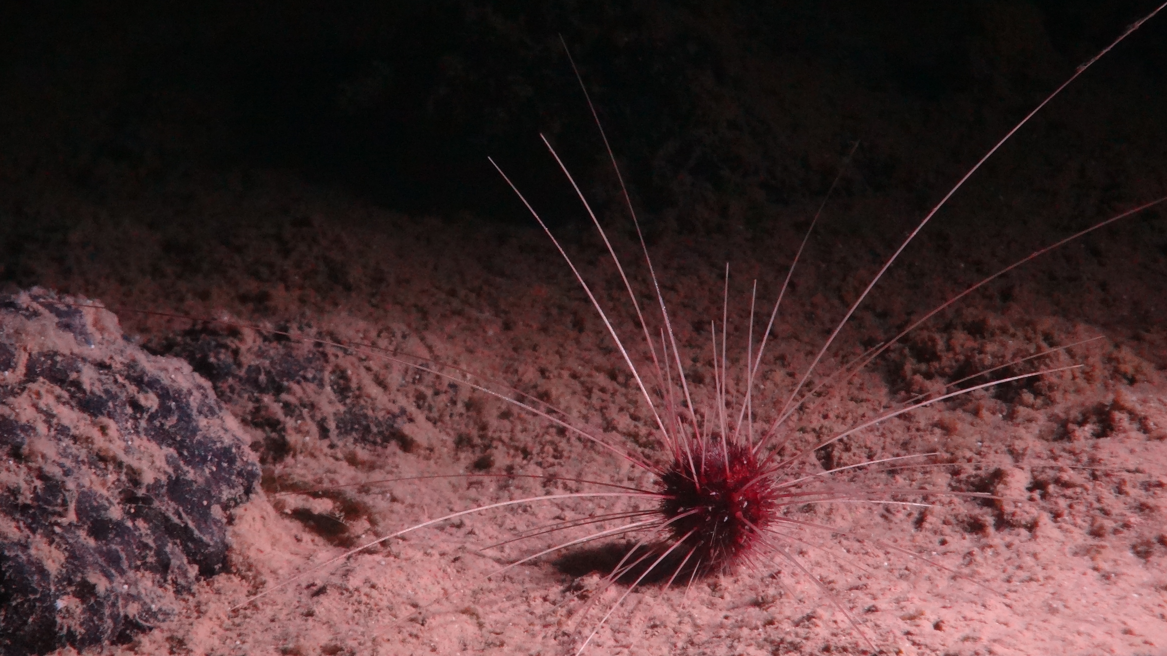 Why Deep-Seabed Mining Needs a Moratorium | The Pew Charitable Trusts