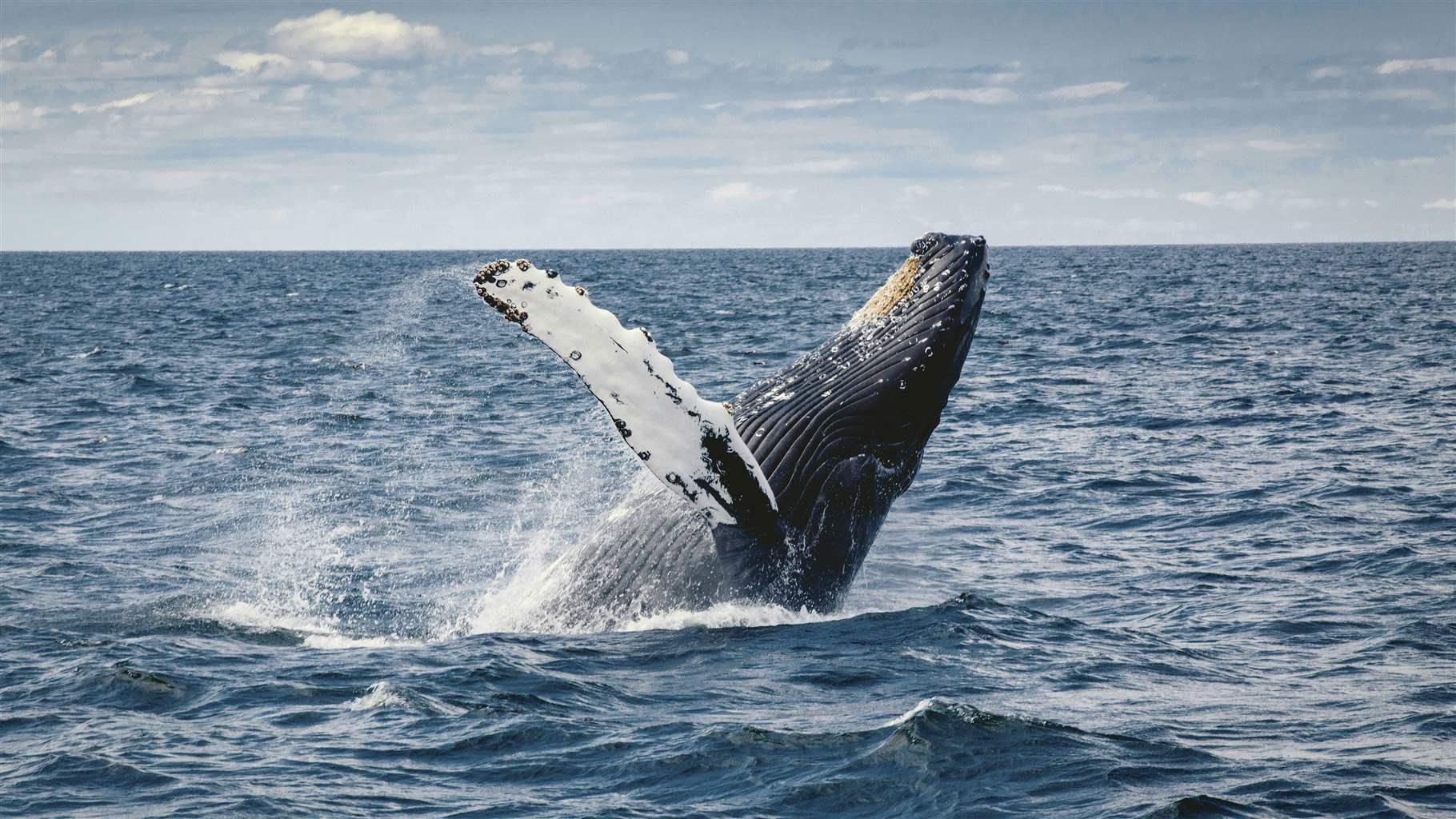Pew Celebrates Major Milestone for High Seas Conservation | The Pew ...