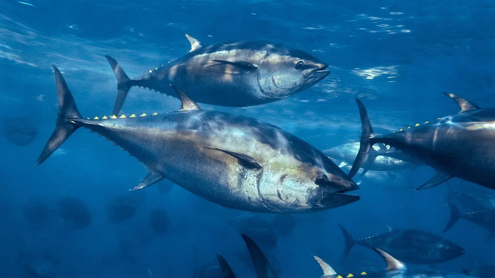 How to Put Ecosystem-Based Fisheries Management Into Practice | The Pew Charitable Trusts