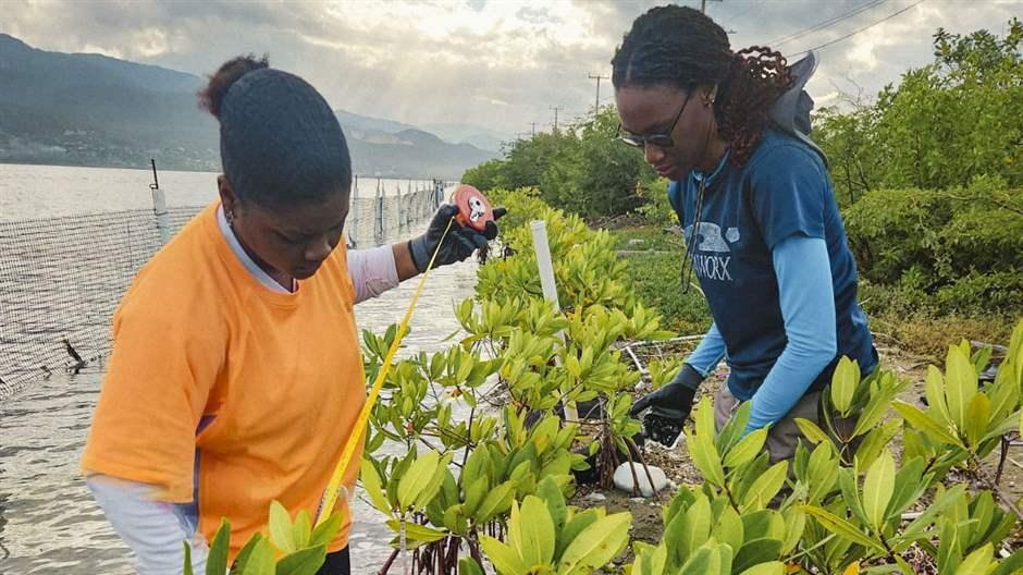 Scientist Discusses Her Mission to Protect Jamaica’s Mangroves | The ...