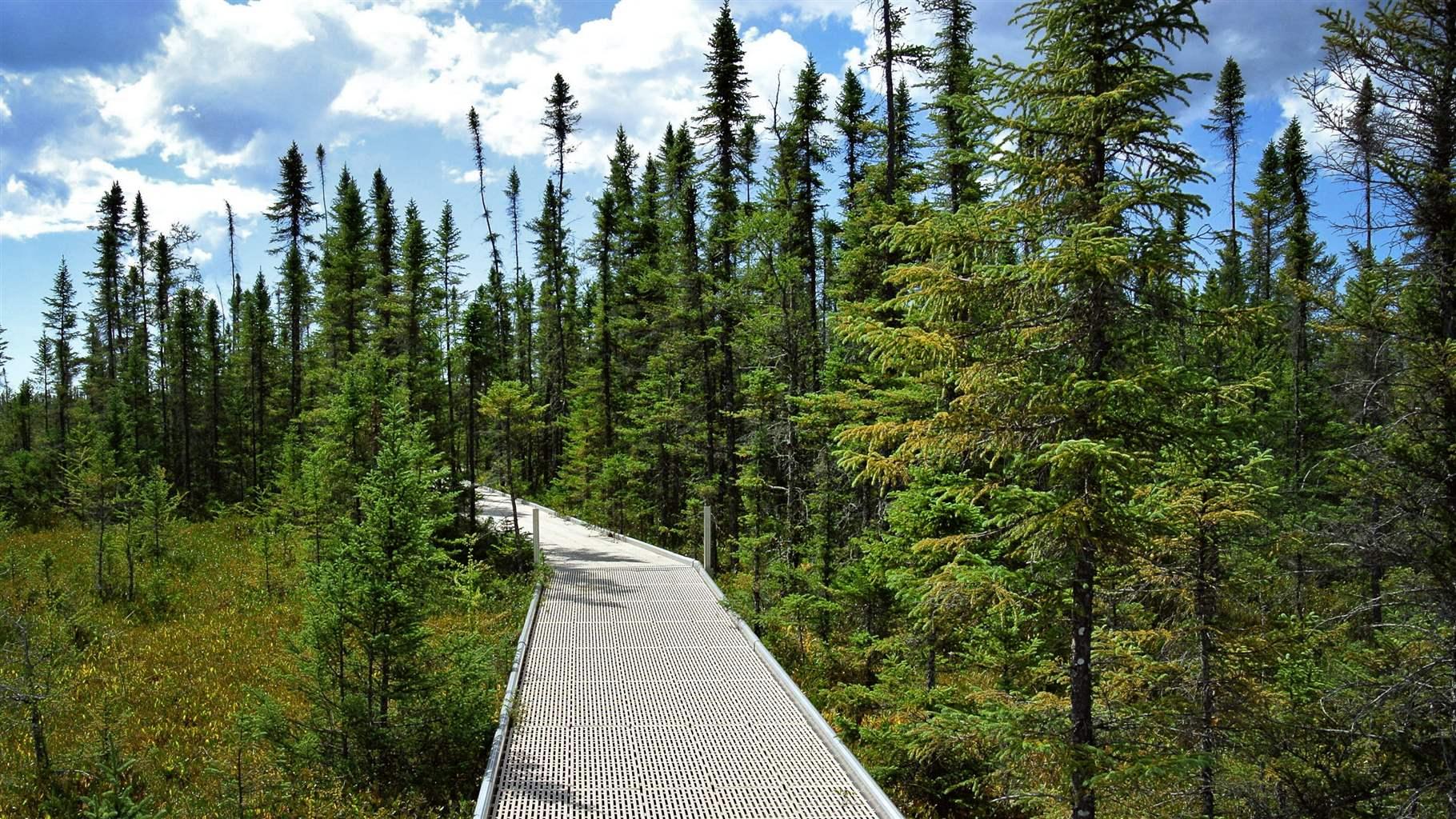 Peatlands Play a Vital Ecological and Economic Role in the U.S. | The ...