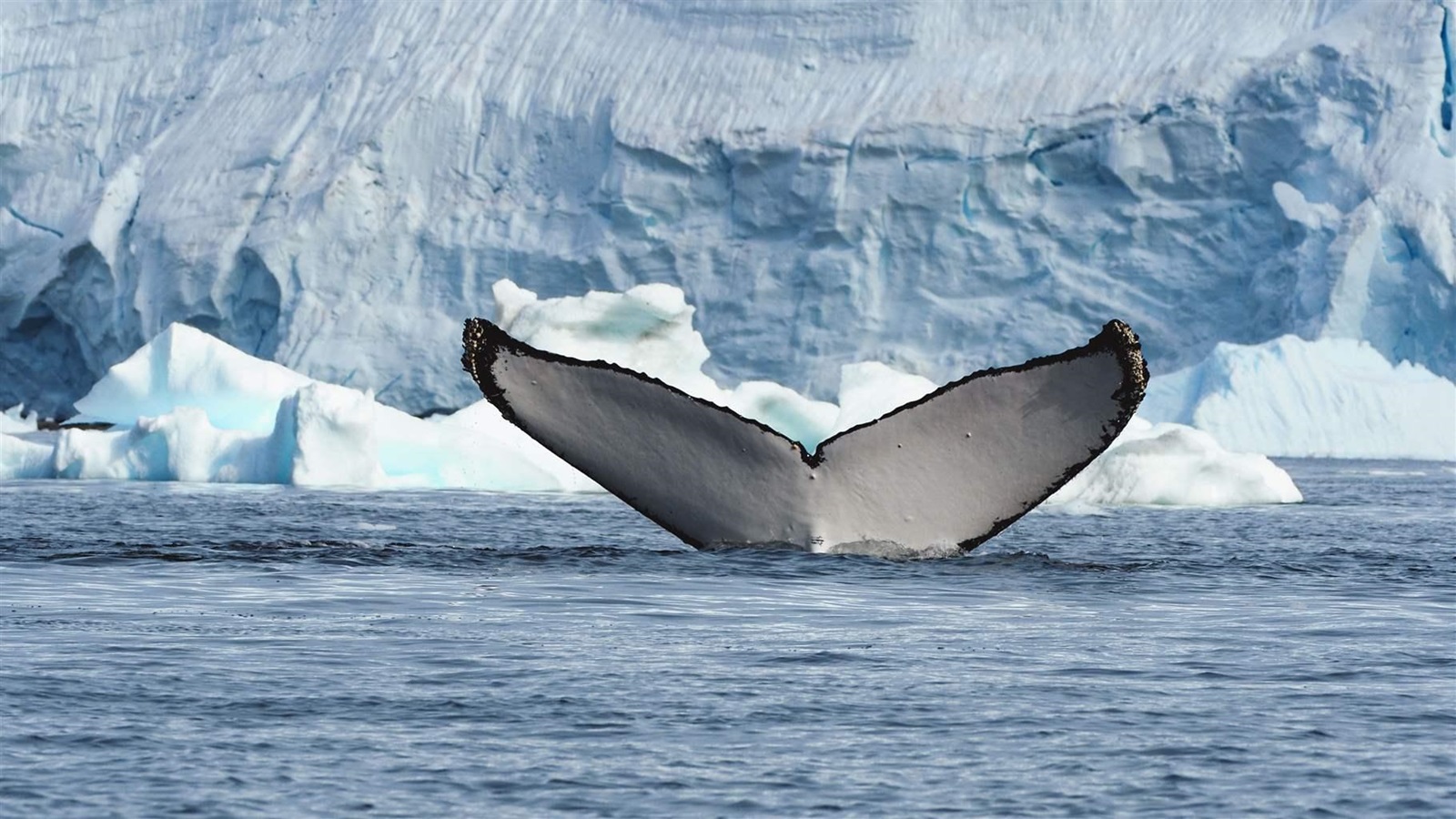 The Science of Chilean Patagonia Conservation, Finally in English | The ...