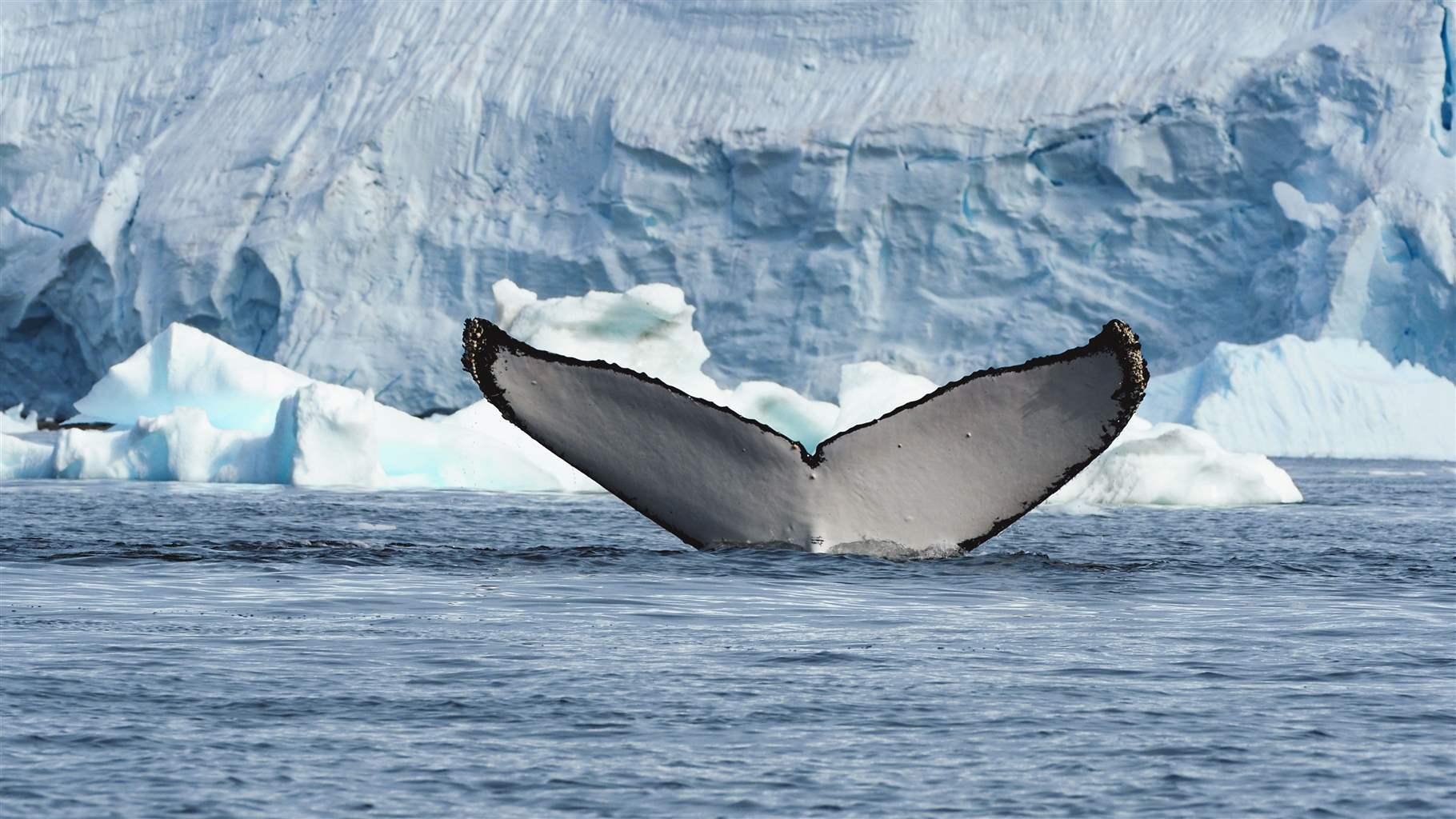 Australia Protects Vast Area in Southern Ocean | The Pew Charitable Trusts