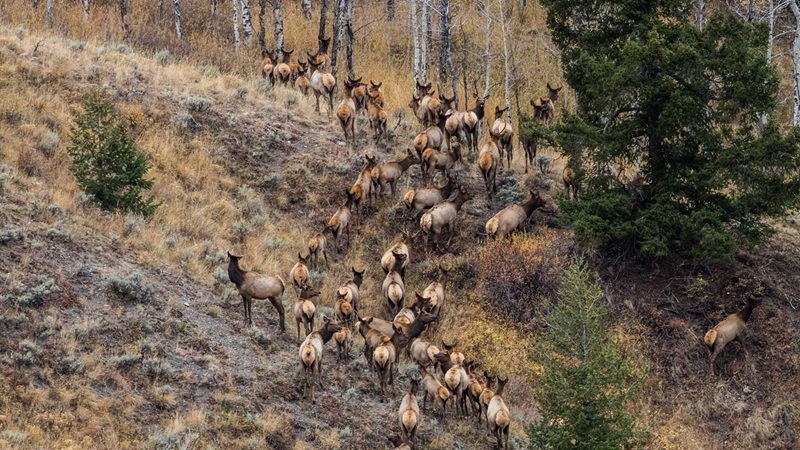 5 Reasons for Colorado to Build More Wildlife Crossings | The Pew ...