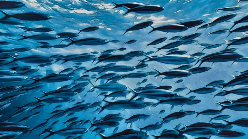 Protect Marine Life | The Pew Charitable Trusts