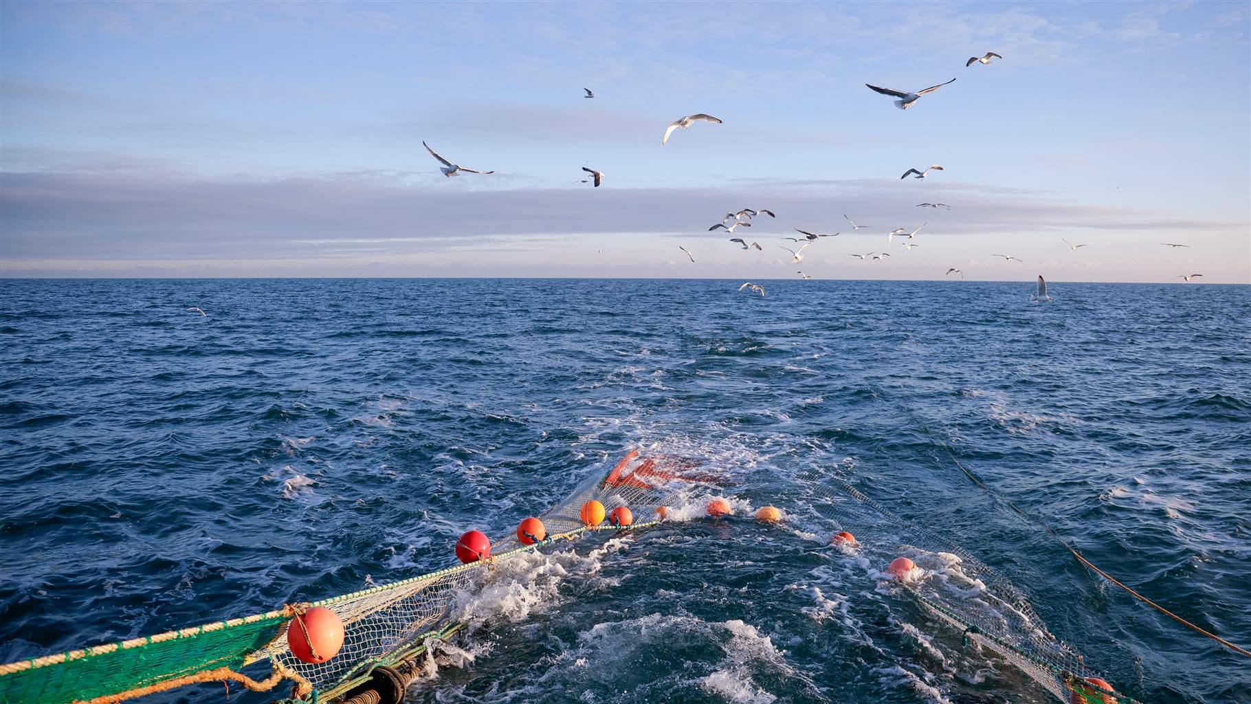 As Fishing Threatens Biodiversity in the Northeast Atlantic, Fisheries ...