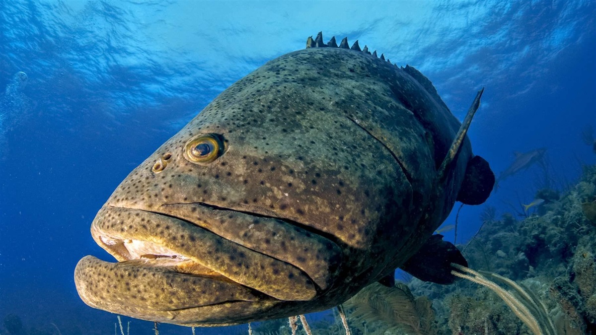 To Help Save Atlantic Goliath Grouper, Researchers Turn to Local ...