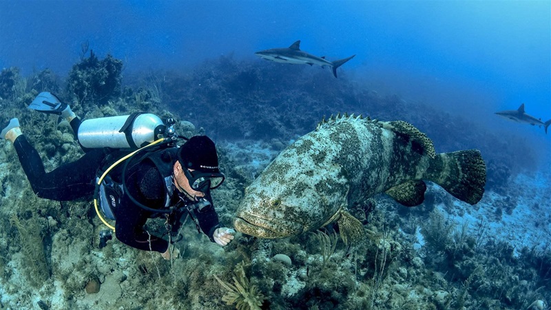 To Help Save Atlantic Goliath Grouper, Researchers Turn to Local ...