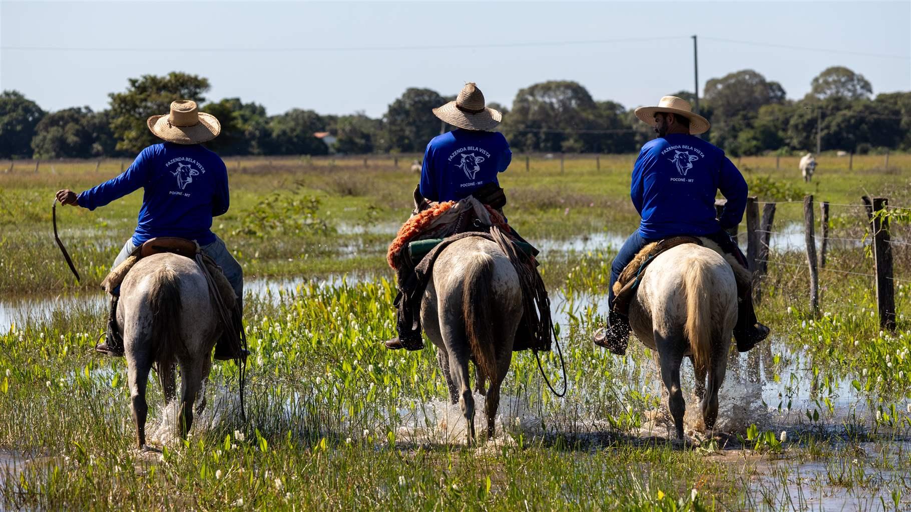 Brazil's Pantanal Ranchers Are Key Partners for Freshwater and Jaguar ...