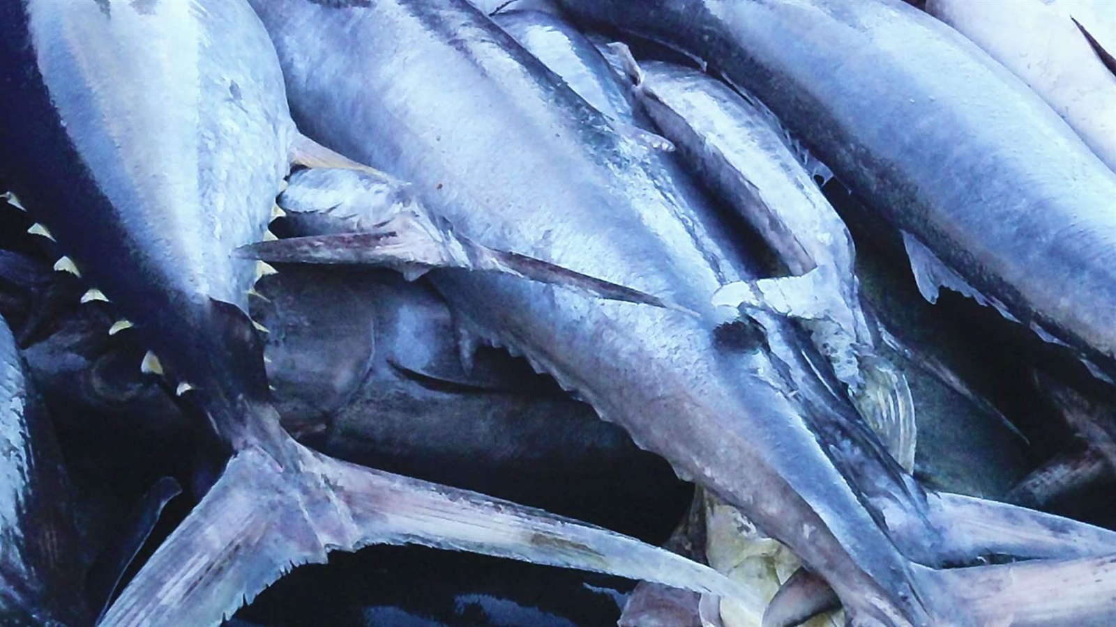 From Ship to Shelf, the Pacific Tuna Trade Is a Complex Global Business ...