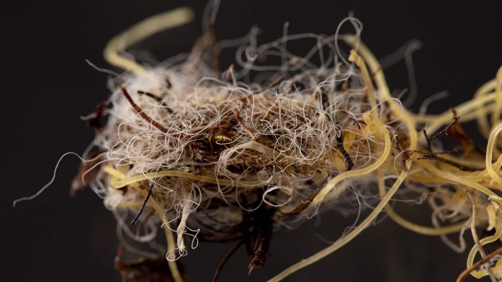 EU Should Seize Opportunity to Curb Microplastic Pollution From Apparel ...