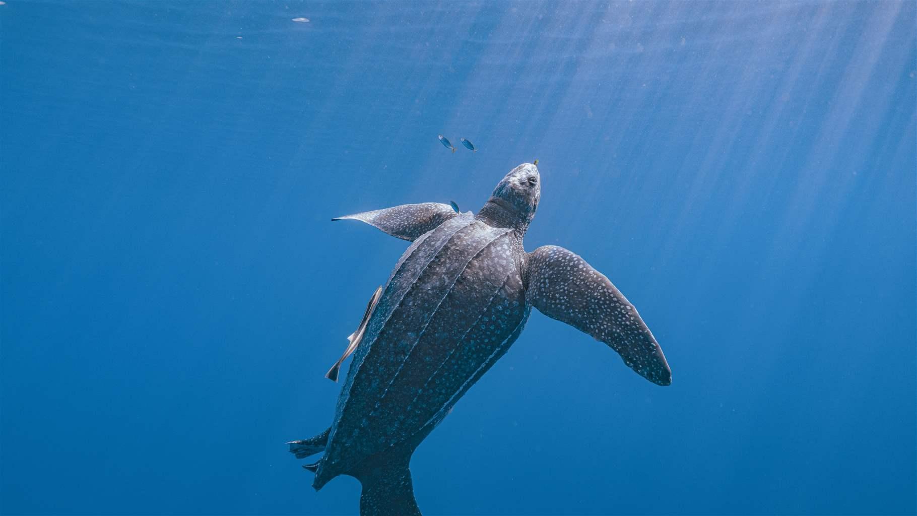 With High Seas Treaty in Force, Ocean Life Gains New Hope | The Pew ...