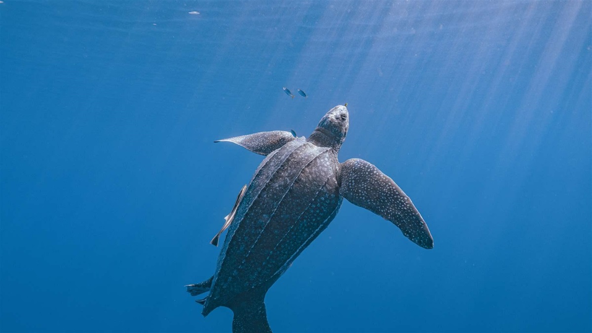With High Seas Treaty in Force, Ocean Life Gains New Hope | The Pew ...