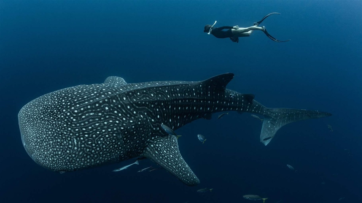 Collaborative Science Is Key to Conserving Highly Mobile Marine Species ...