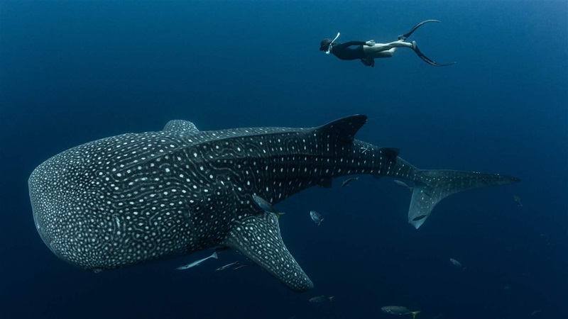 Collaborative Science Is Key to Conserving Highly Mobile Marine Species ...