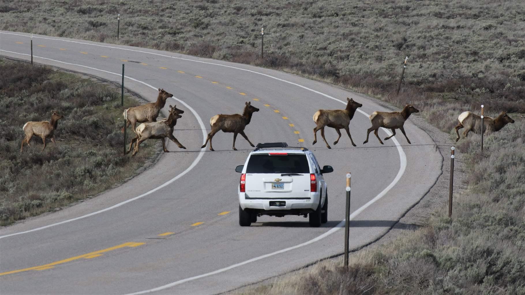 Wildlife Crossings Save Lives, Cut Costs, and Protect Animals | The Pew ...