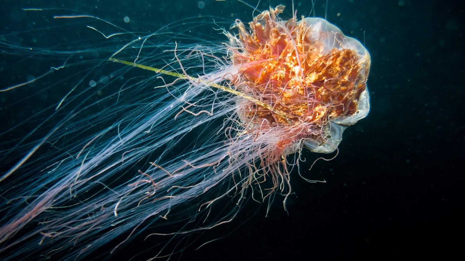 More Than 100,000 Fishing-Related Deaths Occur Each Year, Study Finds ...
