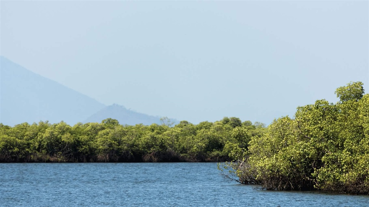Honduras’ Climate Goals Recognize Conservation Value of Coastal ...