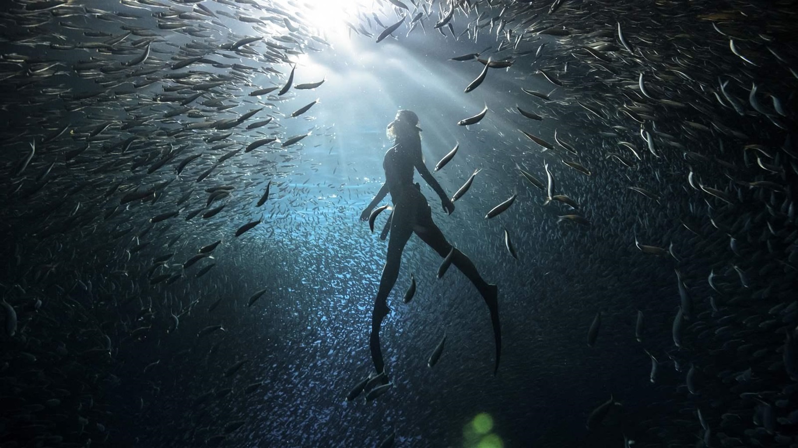 Australia’s New Nature Media Centre Shines Light on Biodiversity Loss ...