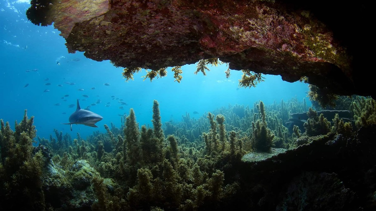 How to Address the Ocean Conservation Funding Shortfall | The Pew ...