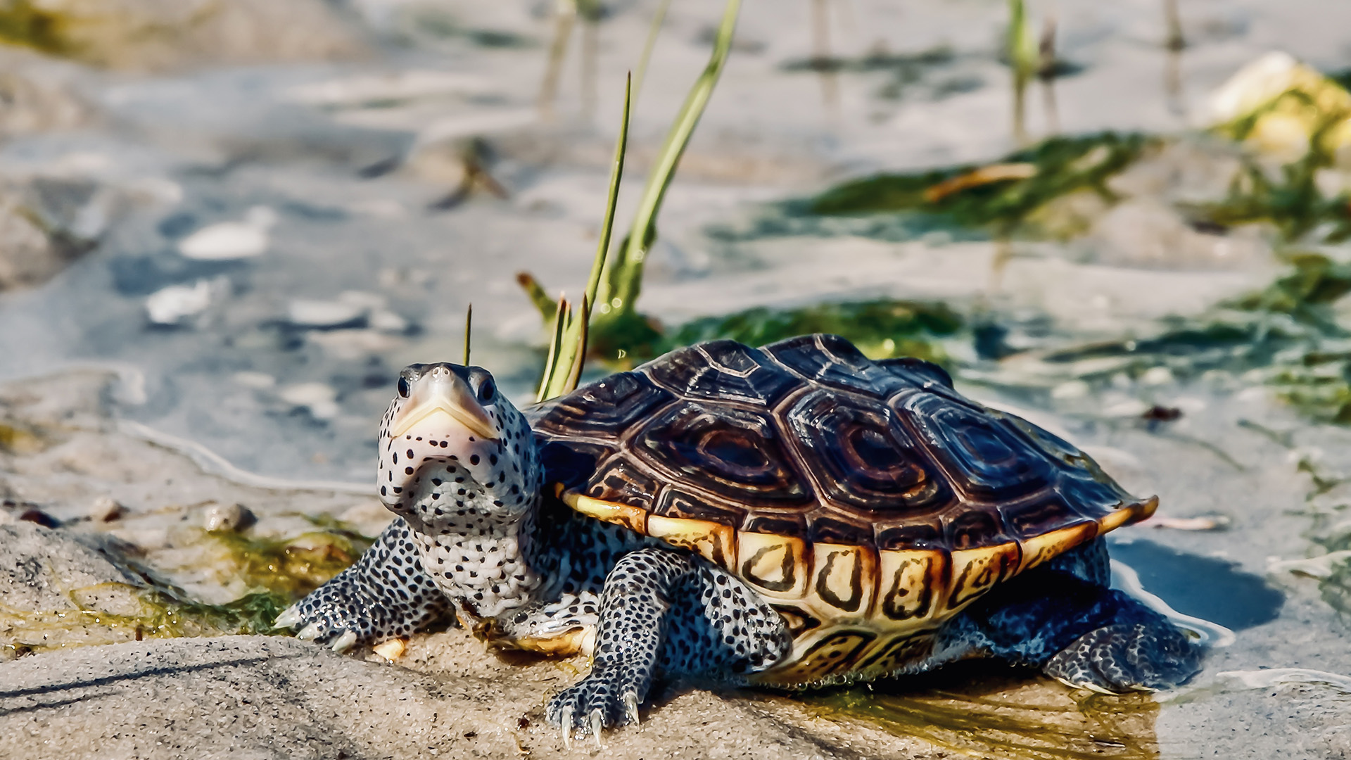 Test Your Animal Habitat Smarts | The Pew Charitable Trusts