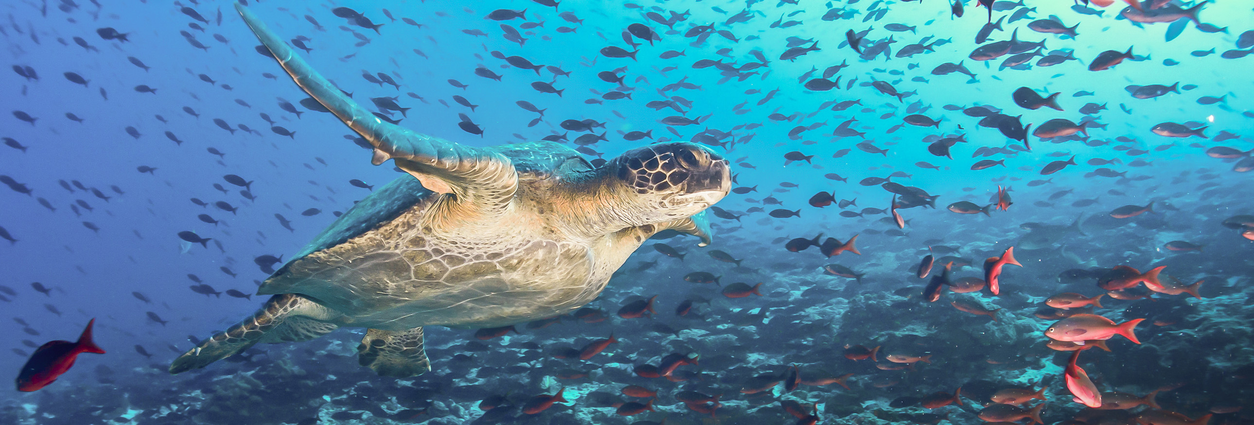 Galápagos Islands | The Pew Charitable Trusts
