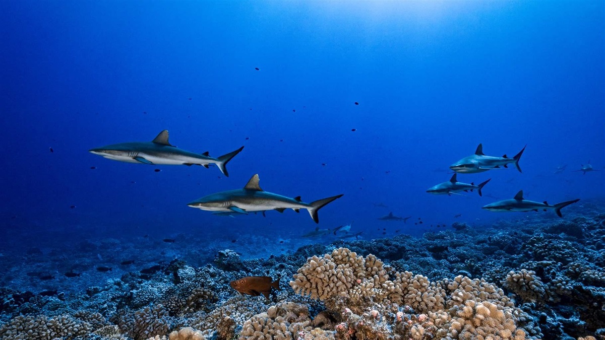 Conserving the Mediterranean Sea | The Pew Charitable Trusts