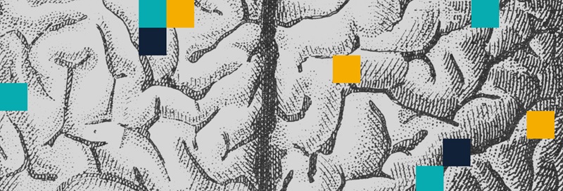 Putting Neuroscience in the Classroom: How the Brain Changes As We ...