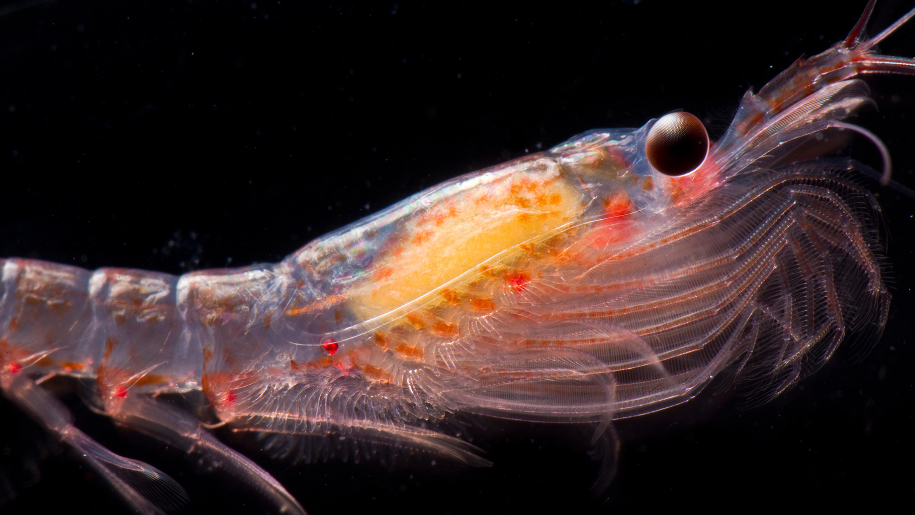 Antarctic Krill | The Pew Charitable Trusts