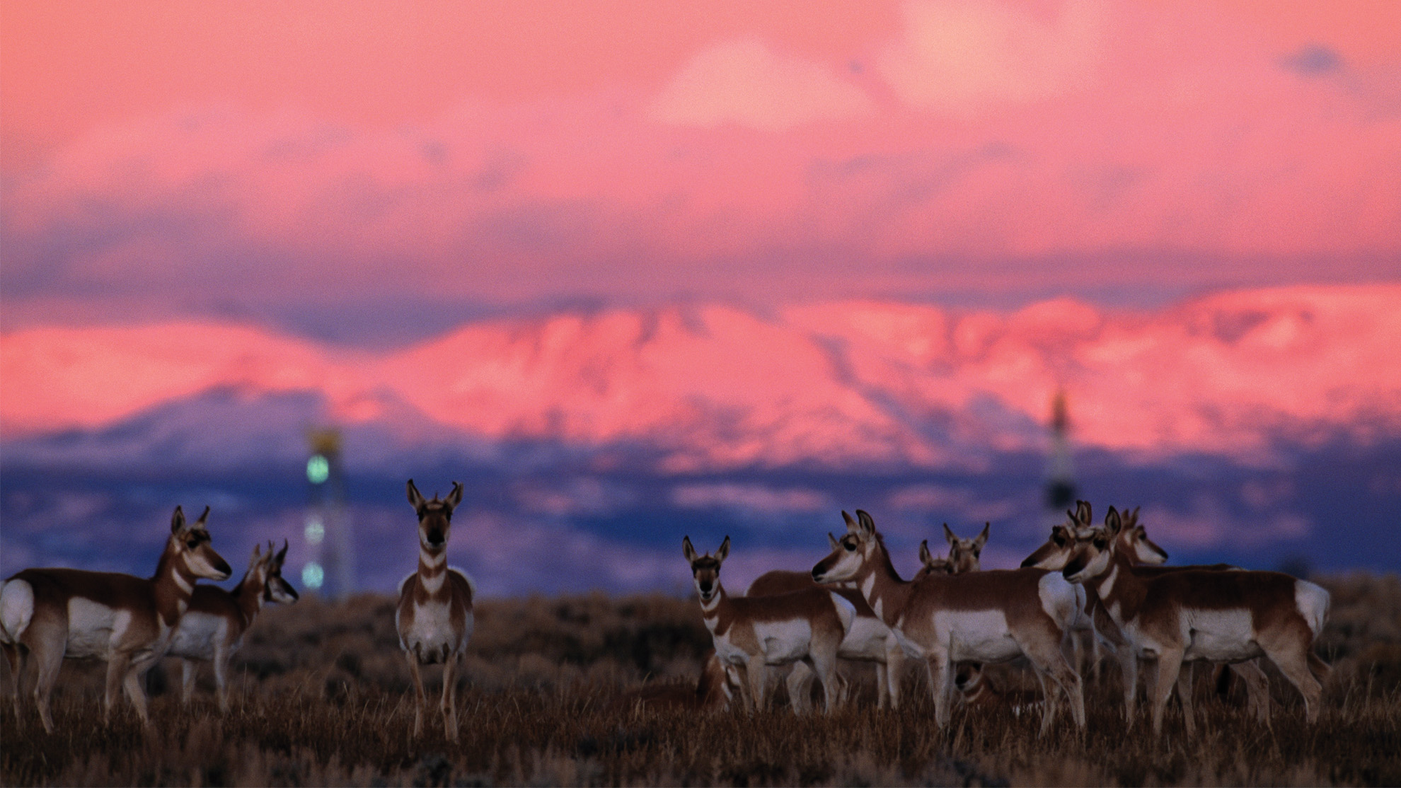 Wildlife Migrations in the U.S. Sustain Species, Ecosystems, and ...