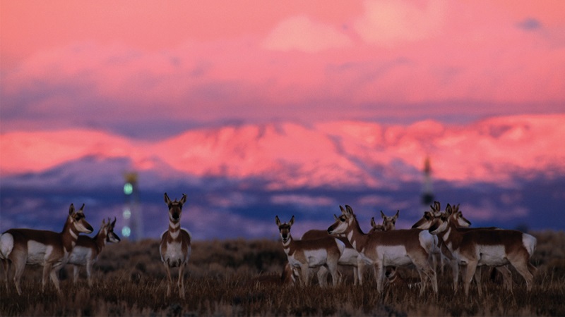 Wildlife Migrations in the U.S. Sustain Species, Ecosystems, and ...