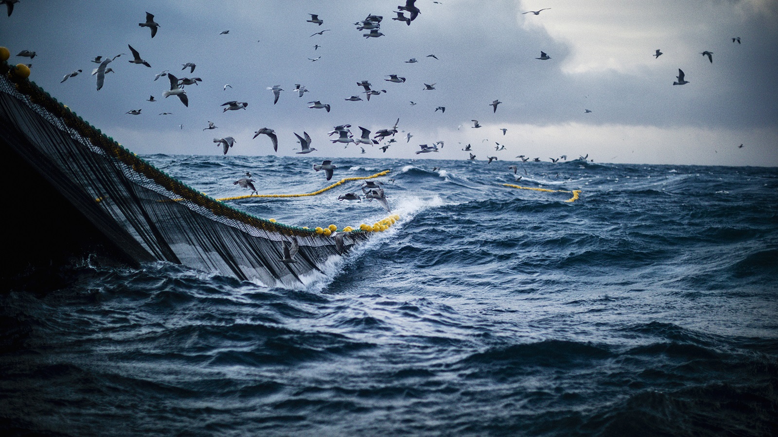 Protect High Seas | The Pew Charitable Trusts
