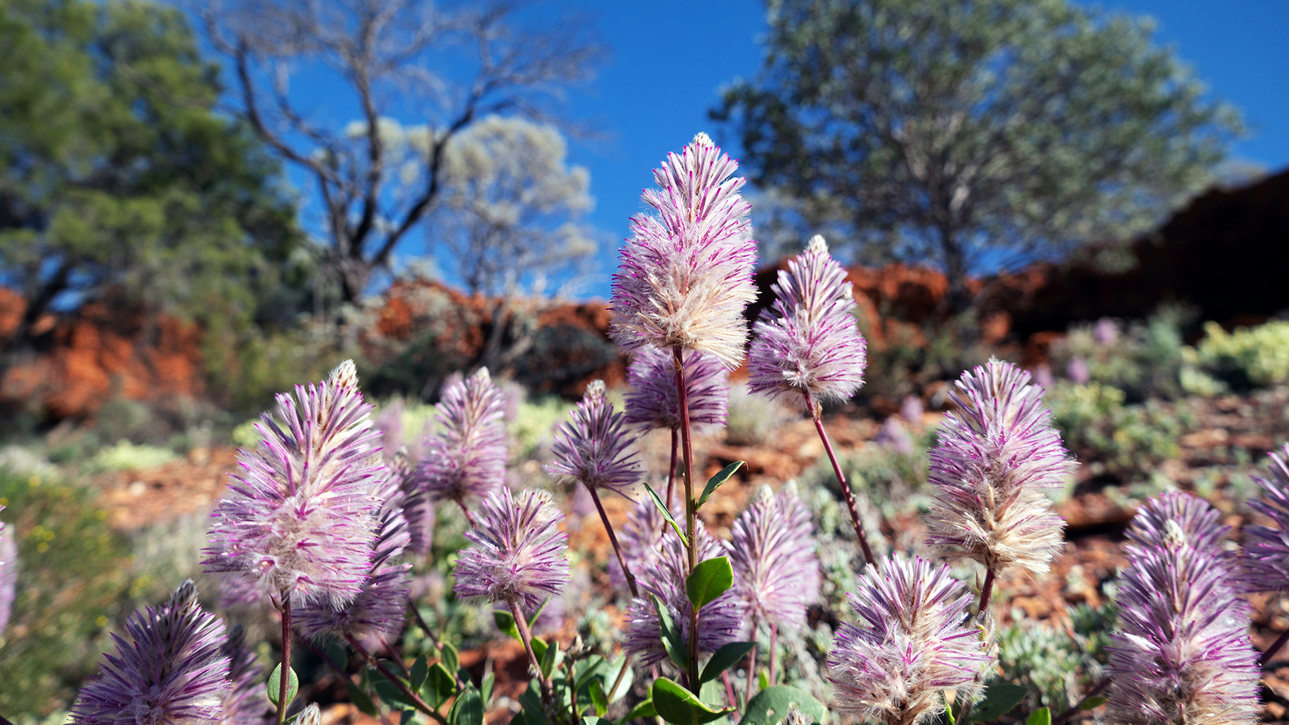 How an Ancient Culture in Australia Powers Modern Conservation | The ...