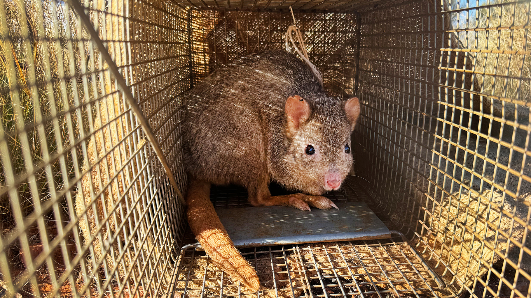 How an Ancient Culture in Australia Powers Modern Conservation | The ...
