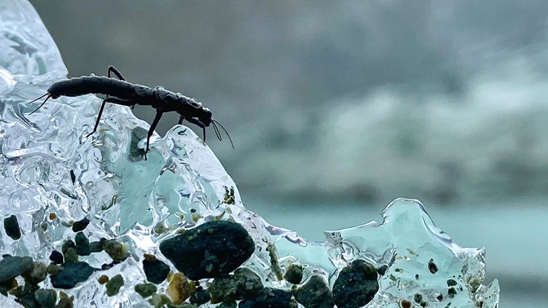 In Chilean Patagonia, A Rarely Seen Insect | The Pew Charitable Trusts